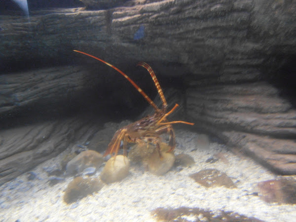 Lobster | Project Noah