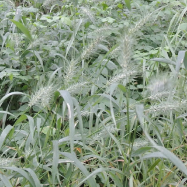 Nodding Wild Ryegrass | Project Noah