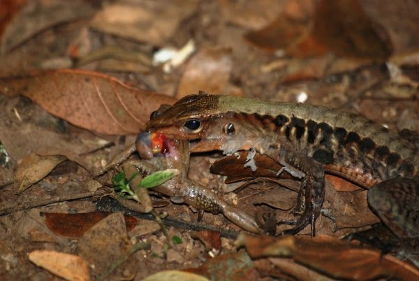 Lizard eating frog | Project Noah