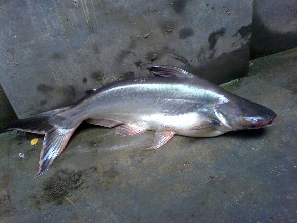 catfish | Project Noah