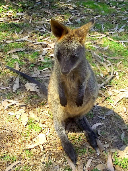 Swamp wallaby | Project Noah