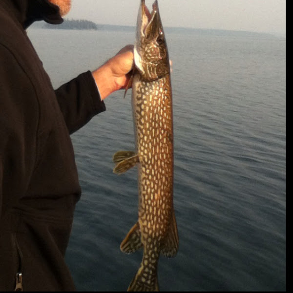 Northern Pike/Jackfish | Project Noah