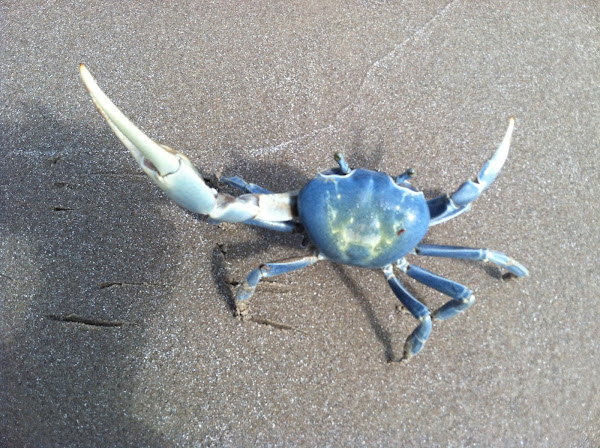 blue land crab | Project Noah