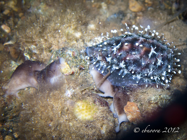 Tiger Cowry | Project Noah