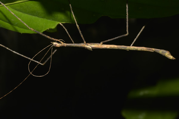 Winged Stick Insect, Phasmid - Male | Project Noah