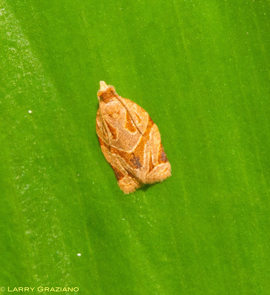 Totrix Moth | Project Noah