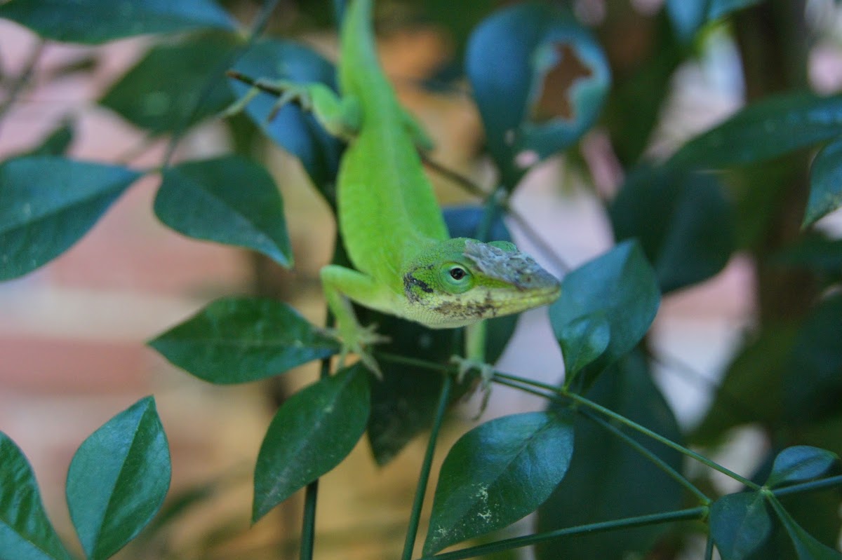 Green anole | Project Noah