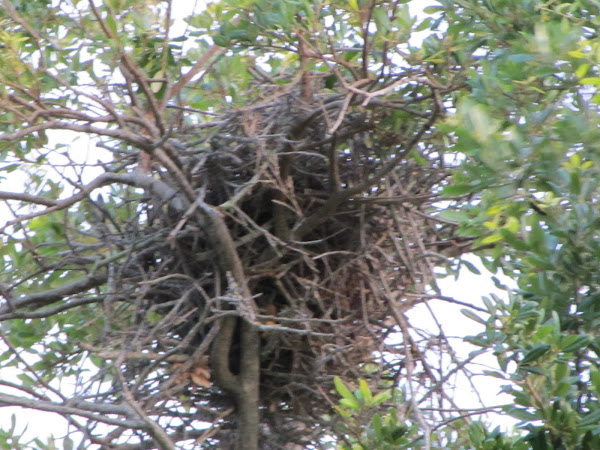 Crow and nest | Project Noah
