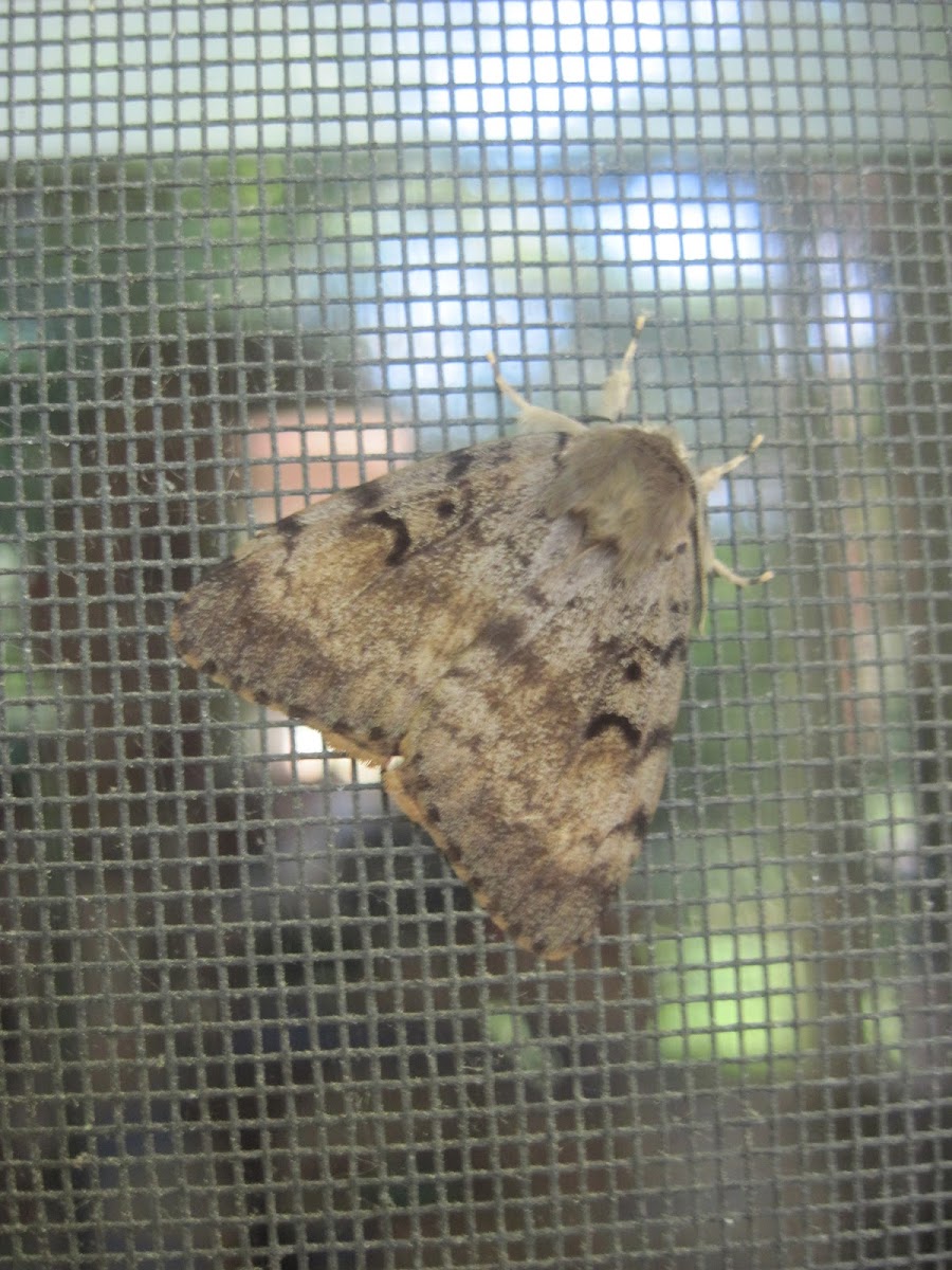 Gypsy Moth (male) | Project Noah