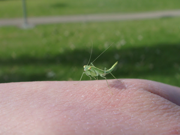 Snake Mantid | Project Noah