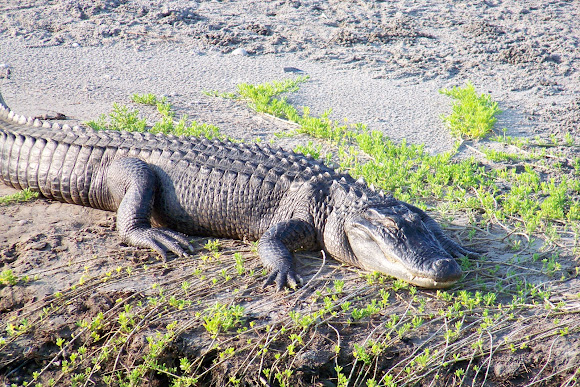 American Allegator | Project Noah