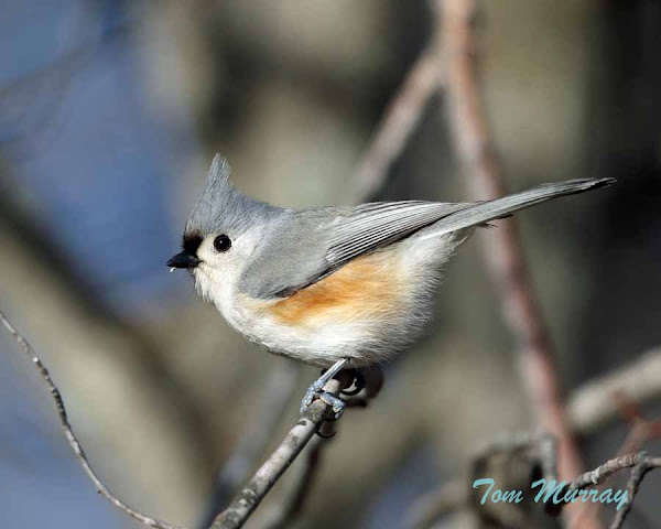 Tufted Titmouse | Project Noah