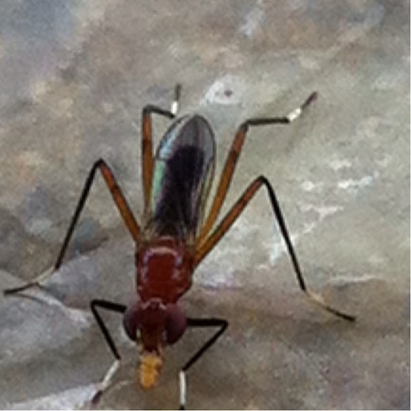 6 legs insect | Project Noah