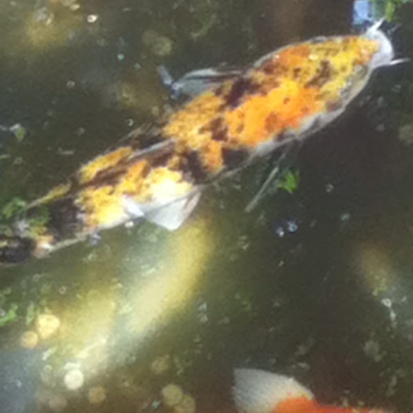 Koi fish | Project Noah