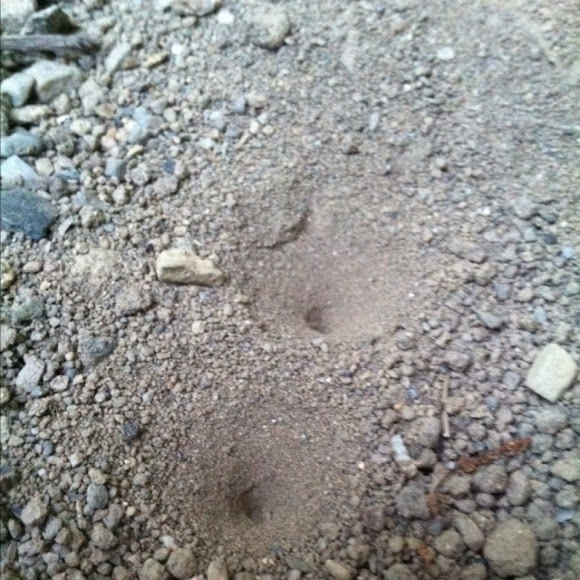 Ant-lion (pit traps) | Project Noah