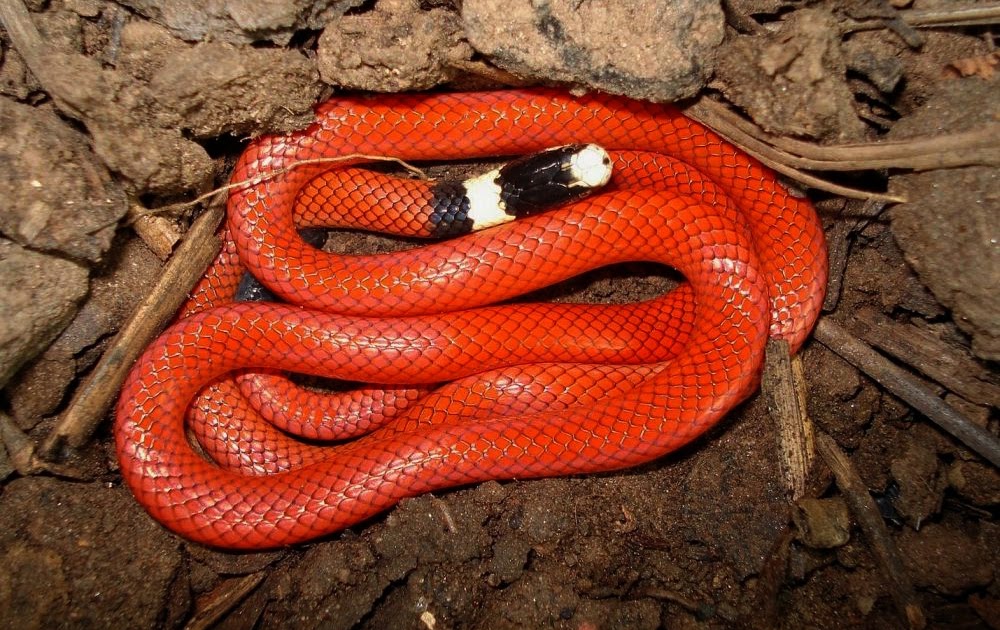 Cobra Alaranjada - alaskatrend