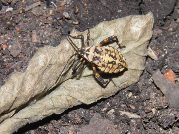 Leaf-footed Bug | Project Noah