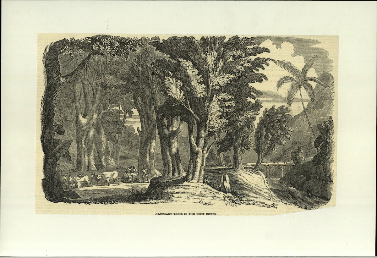 Bot Tree Tropical Bottle Tree Cotton Jack Ect — Google Arts & Culture