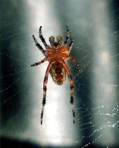 Marbled Orb-Weaver | Project Noah