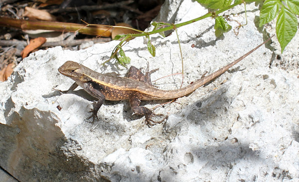 Yucatan Spiny Lizard | Project Noah