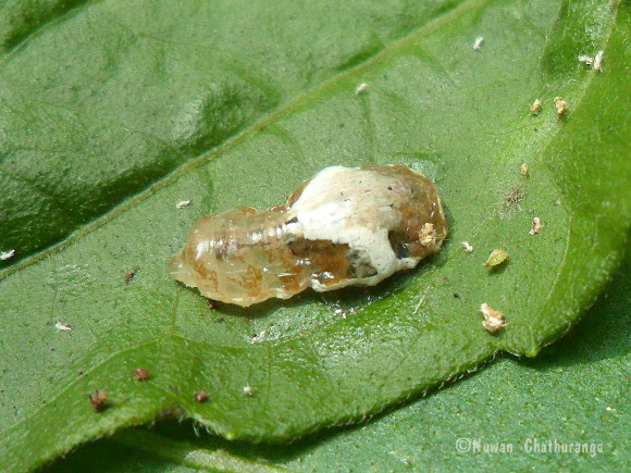 Hover fly Larvae | Project Noah