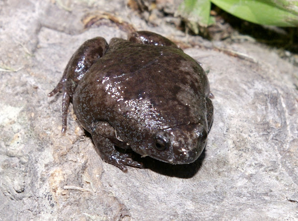 Eastern Narrowmouth Toad | Project Noah