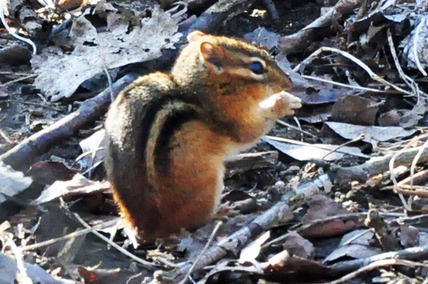Eastern Chipmunk | Project Noah