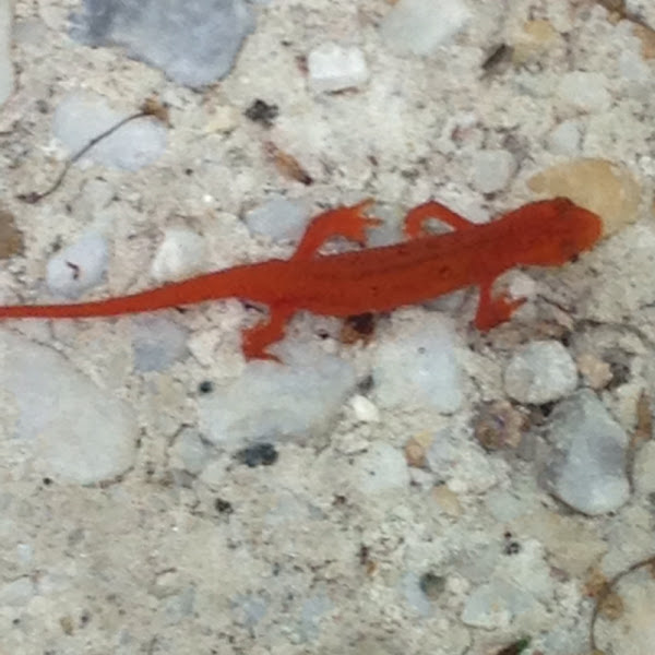 Eastern Red-Spotted Newt | Project Noah