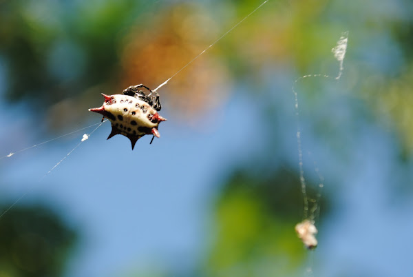 Spiny Back Orb Weaver | Project Noah