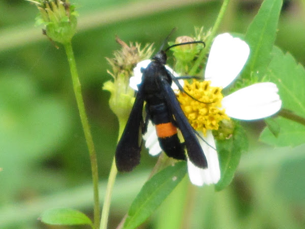 Peachtree Borer Moth | Project Noah