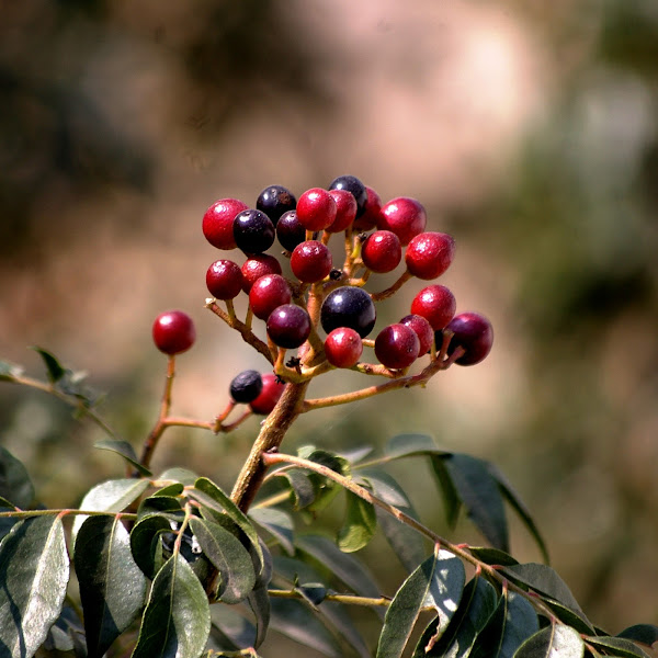 The Curry Tree fruits | Project Noah