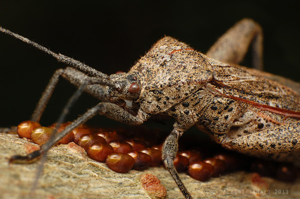 Sweet Potato Bug | Project Noah