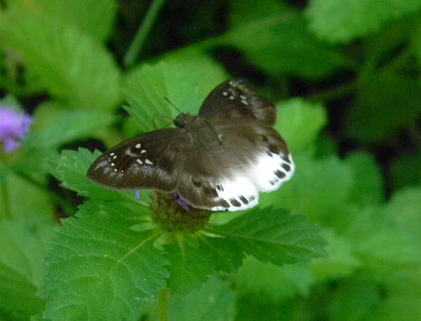 snow flat, spread-winged skipper | Project Noah