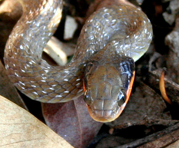 Herald or Red-lipped snake | Project Noah