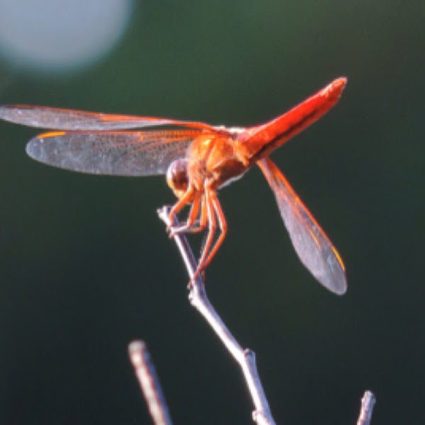 Neon Skimmer | Project Noah