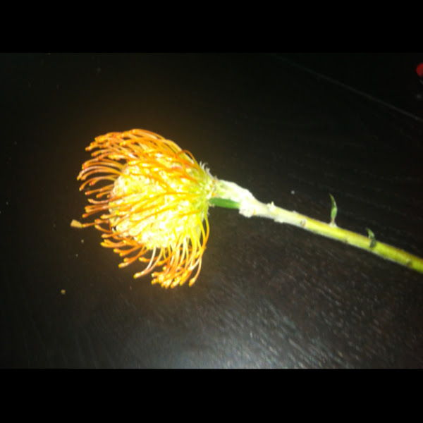 Nodding pincushion | Project Noah