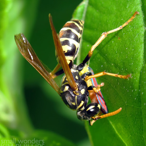 European Paper Wasp - with prey | Project Noah