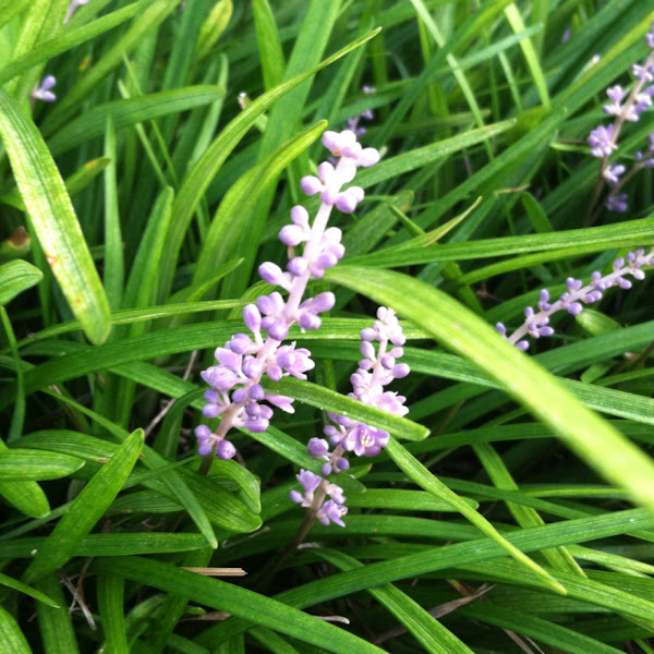 Monkey grass big blue | Project Noah