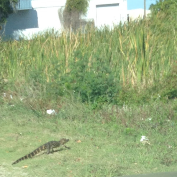 American Alligator | Project Noah