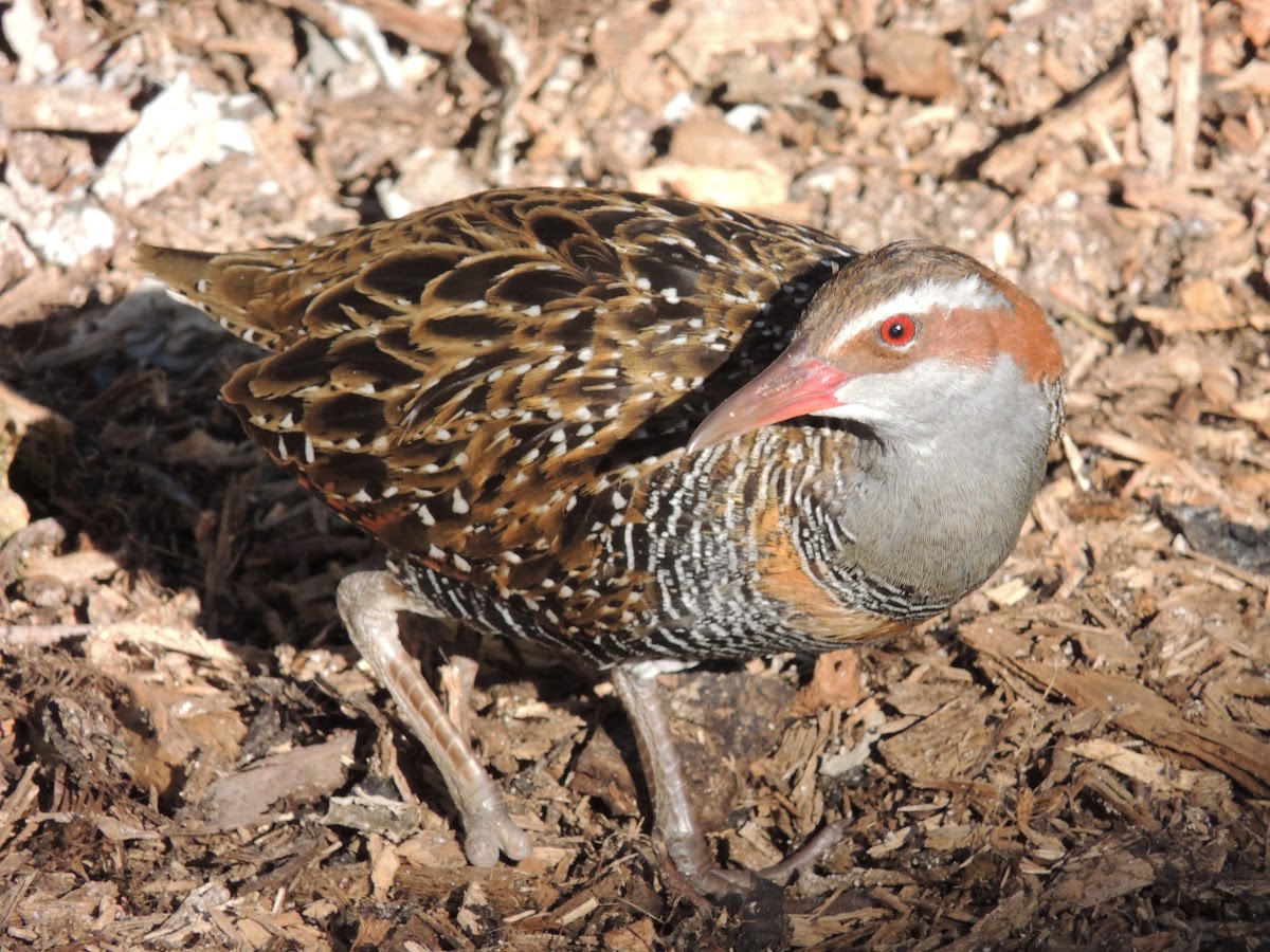 Buff-banded Rail | Project Noah