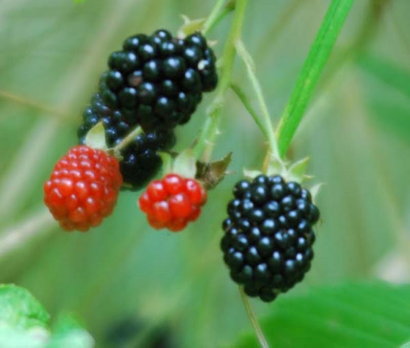 Blackberries | Project Noah