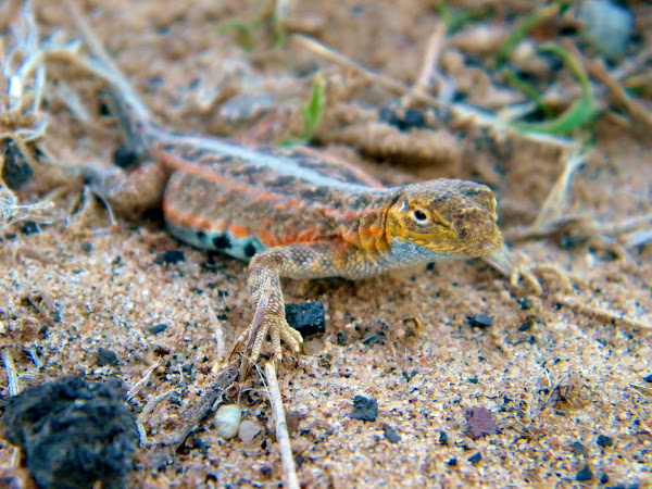 Northern Earless Lizard | Project Noah