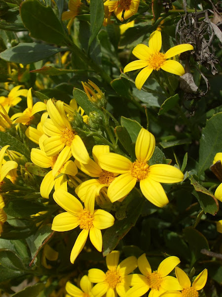 Boneseed | Project Noah