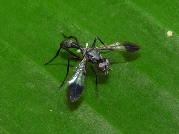 Sepsid Fly | Project Noah