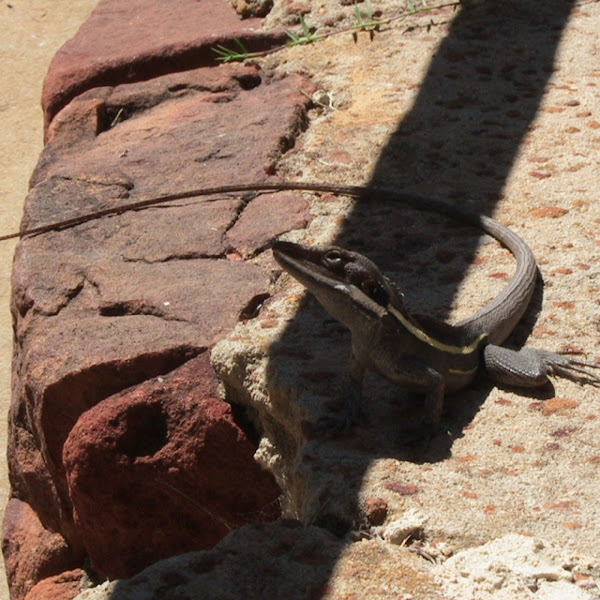 Gilbert's Dragon | Project Noah