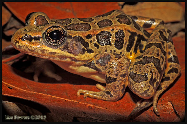 Pickerel Frog | Project Noah