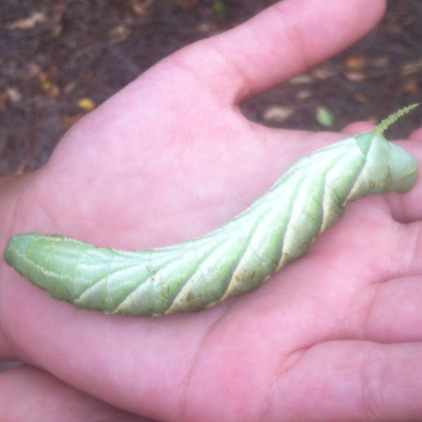 Rustic Sphinx Caterpillar | Project Noah