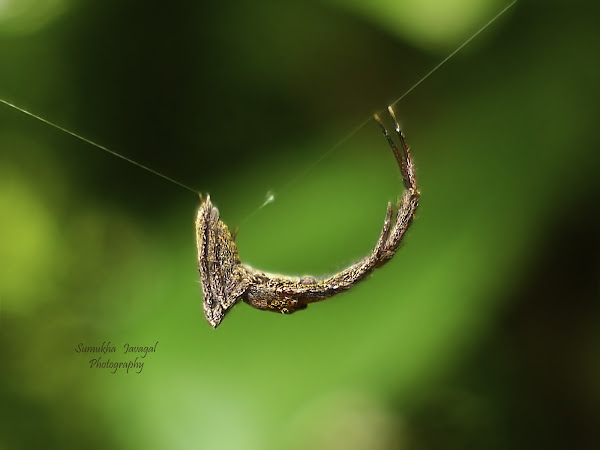 Dead-leaf mimicking Spider | Project Noah