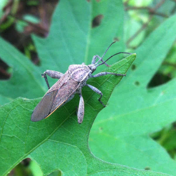 Coreid bug | Project Noah