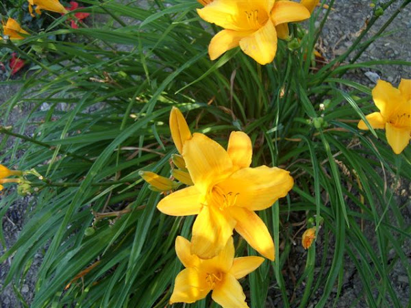 Lilium Project Noah